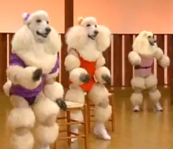 Pet fun – Poodles working out | Bruce Littlefield's Life 101