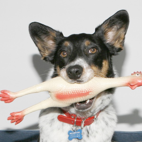 Pet Fun – The Rubber Chicken | Bruce Littlefield's Life 101